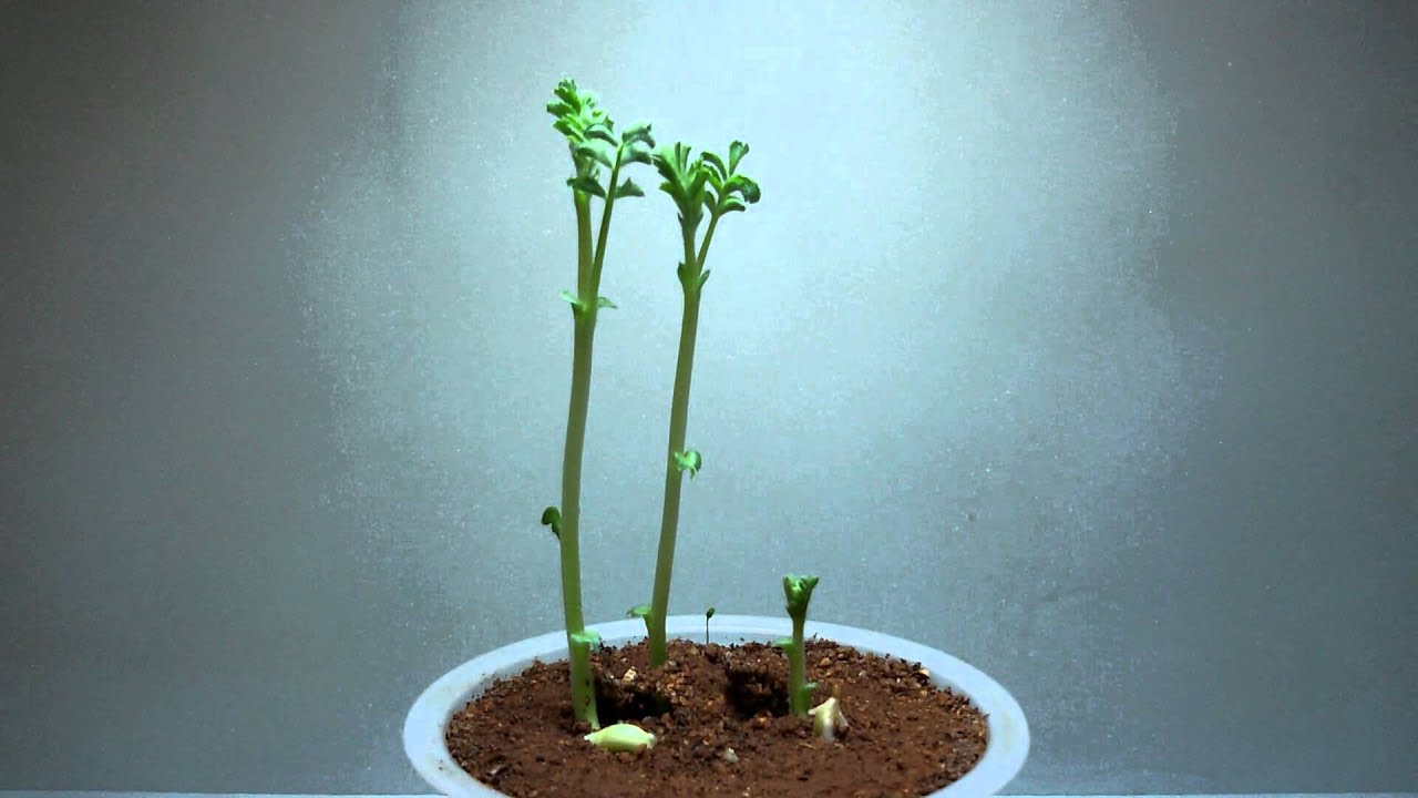 Chickpea Plant Growth time lapse video - YouTube