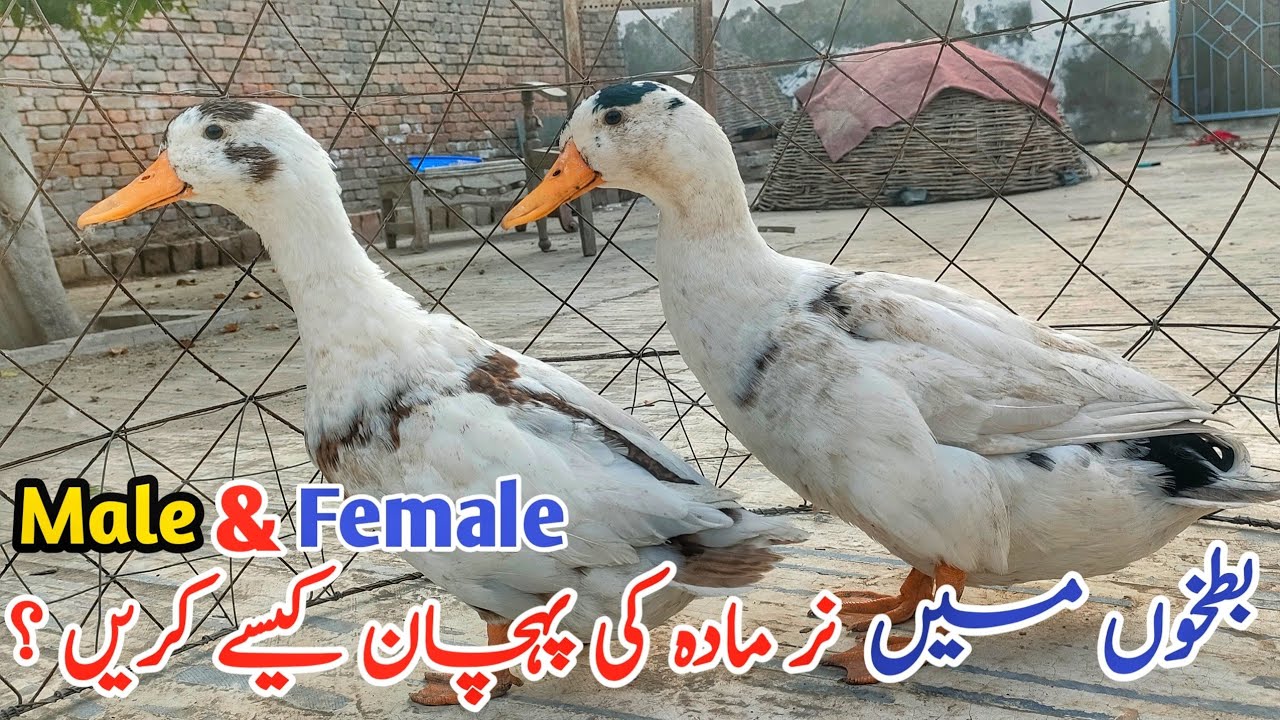 Duck Male and Female Difference | Nar or Mada ki Pechan | Desi Ducks ...