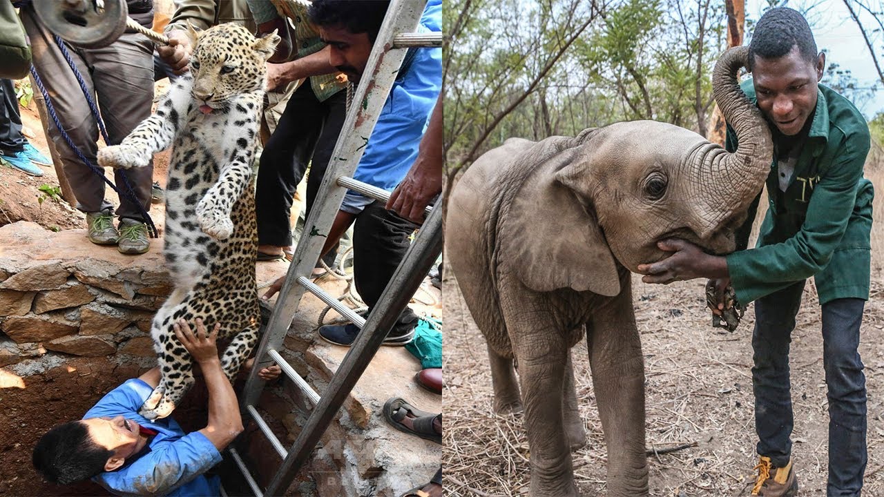 Animals Asked People For Help Do or Die | You Will Cry Most Heart ...