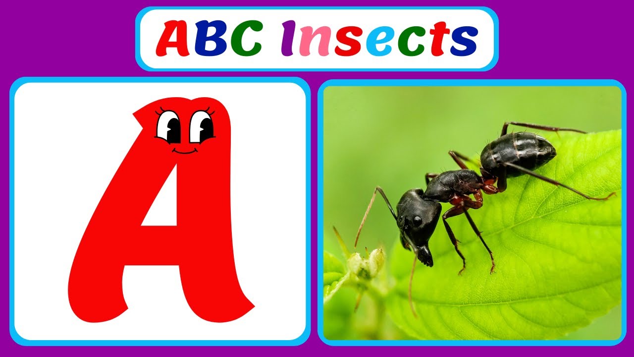 ABC Insects for kids | Insect Alphabet | Learn A - Z Insect Names and ...