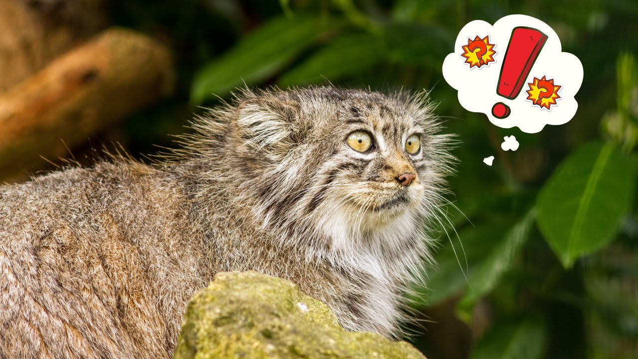 Top 10 Amazing Pallas Cat Facts That Will Leave You Amazed (Grumpy cat ...