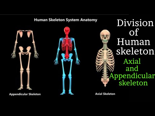 Skeleton Axial System