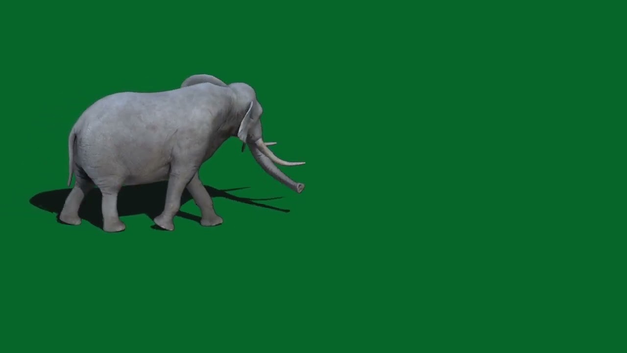 Elephant Green screen || Elephant green Bagground || Free To Use - YouTube