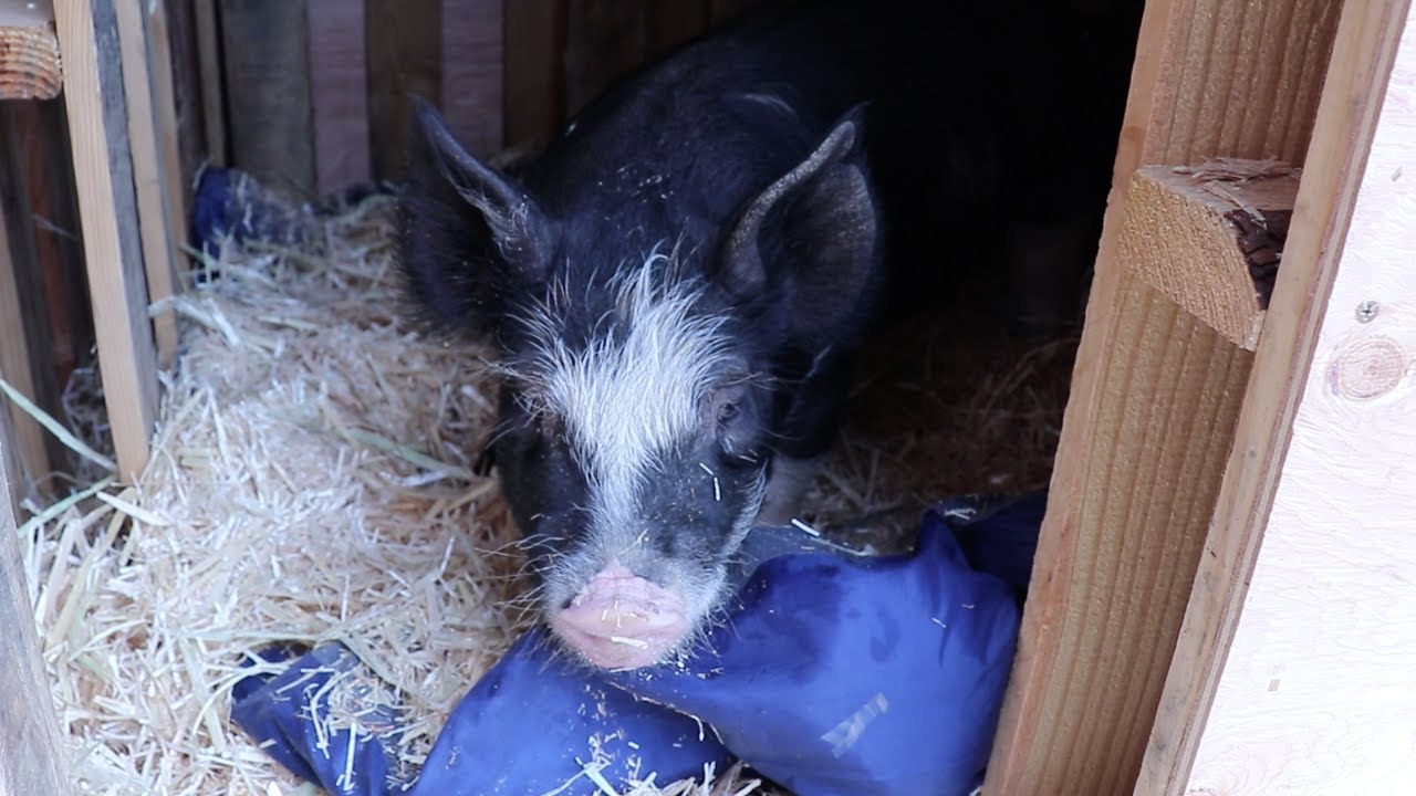 Bringing Home the Piglets | Show Pigs for 4H - YouTube