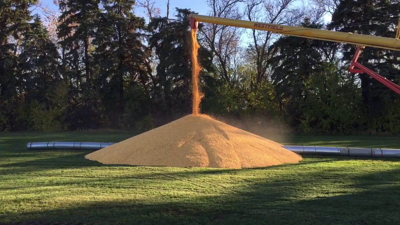 Piling Corn 2016 - YouTube