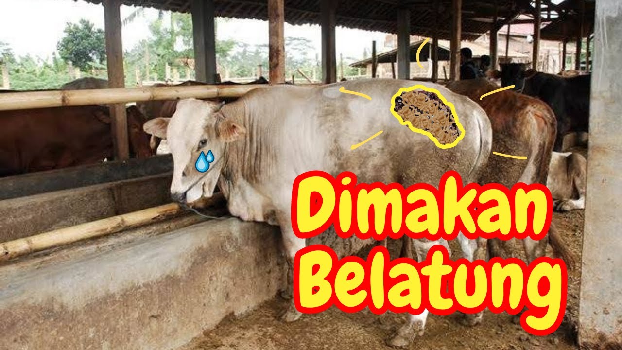 Penyakit sapi belatungan - YouTube