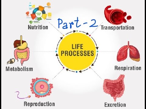 Life processes part - 2 I Biology I kamaK academy I English Versions I ...
