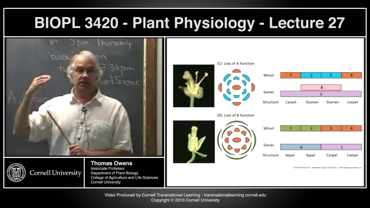 BIOPL3420 - Plant Physiology - Lecture 27 - YouTube