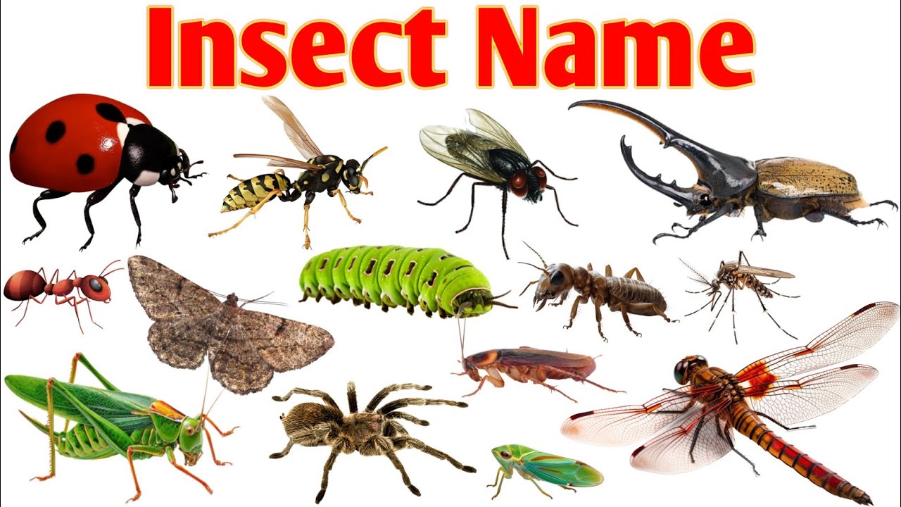 Insects Names in English for Kids | Learn 20 Common Insects with ...