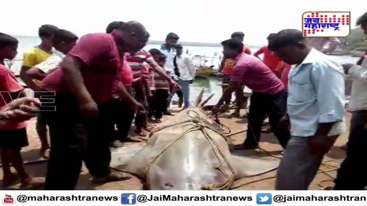 SWA FISH RATNAGIRI - YouTube