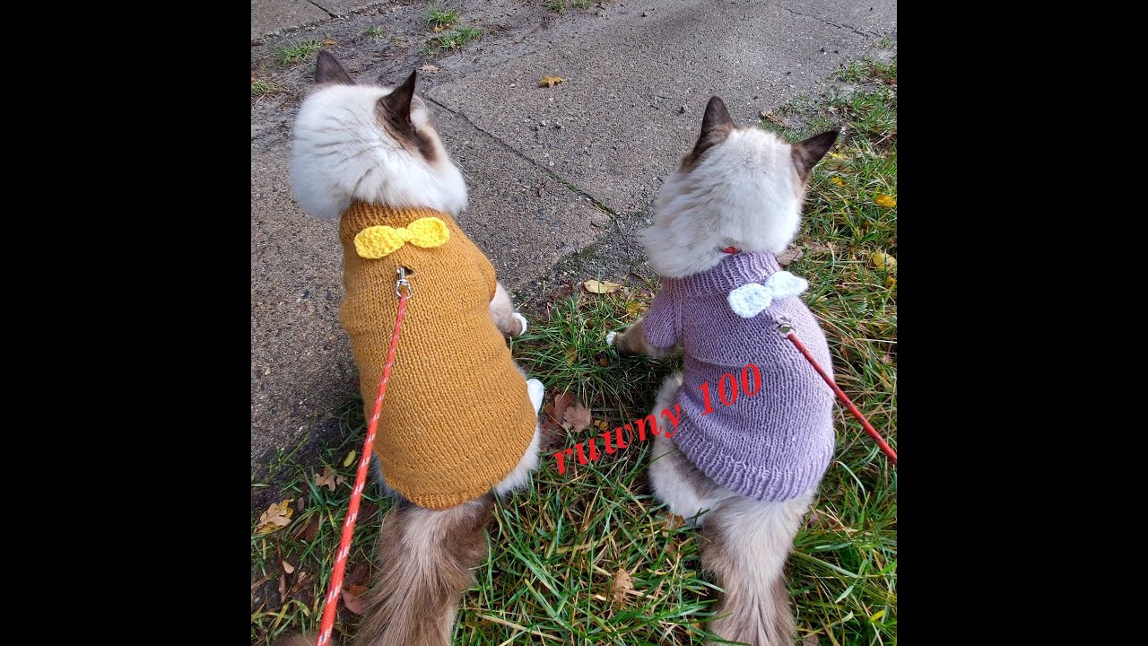 761** 😻 TEIL 2 ***Pullover stricken für Hund und Katze* DIY** Tutorial ...