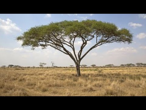 qurac, qudhac, abaq/ umbrella thorn, acacia - YouTube