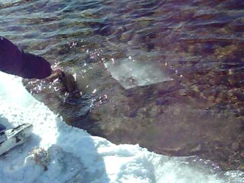 Fatty 22 inch Rainbow Trout cross - YouTube
