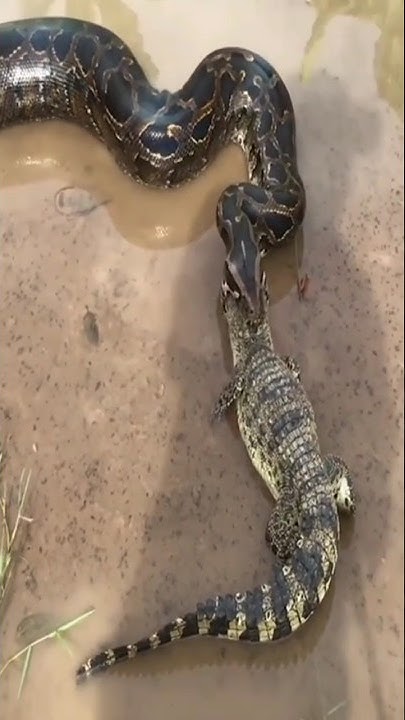 python swallowing crocodile @Wildlife-AdvantureInHindi #shorts #reels # ...