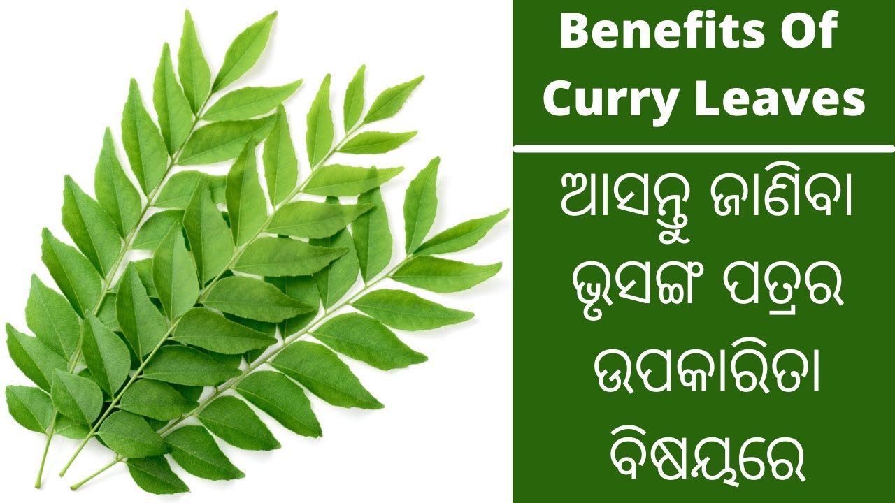 Bhrusanga patra ra upakarita || ଭୃସଙ୍ଗ ପତ୍ରର ଉପକାରିତା || Benefits Of ...