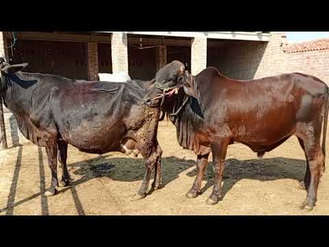 How To Cow Cross | bull breedar | cow meetup - YouTube