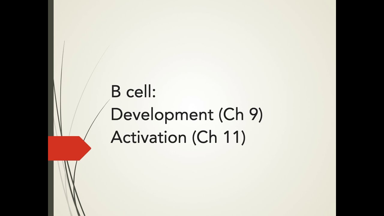 Chapter 9 B cells development - YouTube