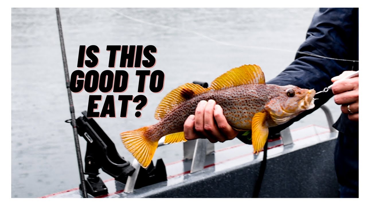 Greenling fishing, a tasty little fish. - YouTube