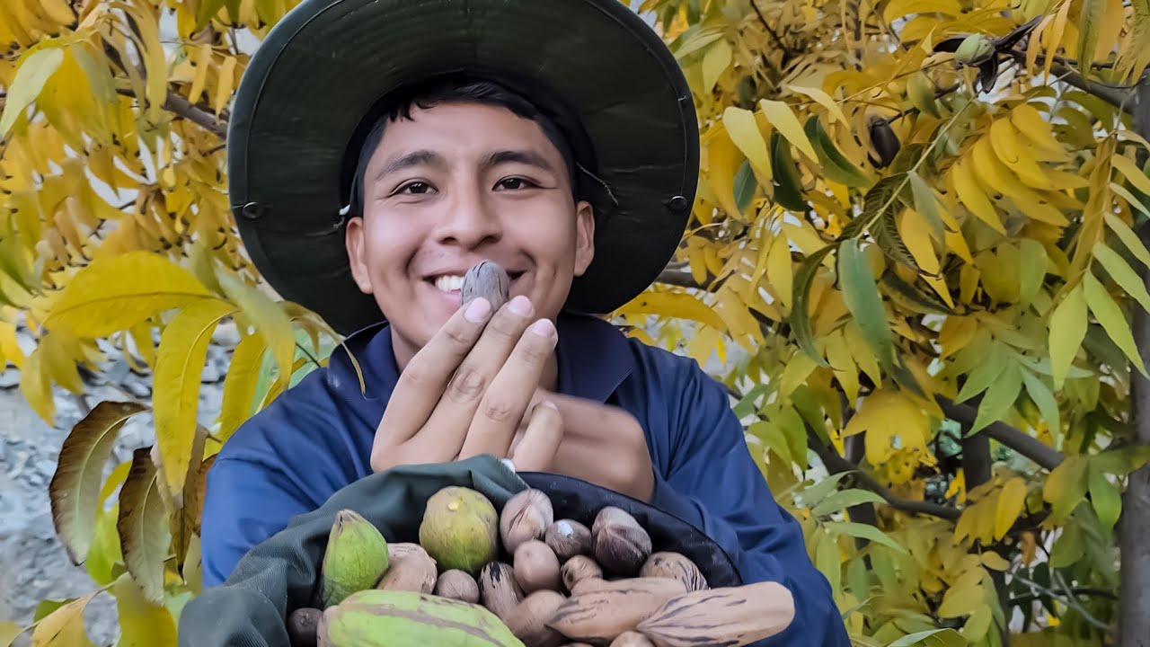 Cosechando el fruto seco más rico del Pęrú 😱⛏️🌴🥔🫐🫘🥜🥜👏 - YouTube