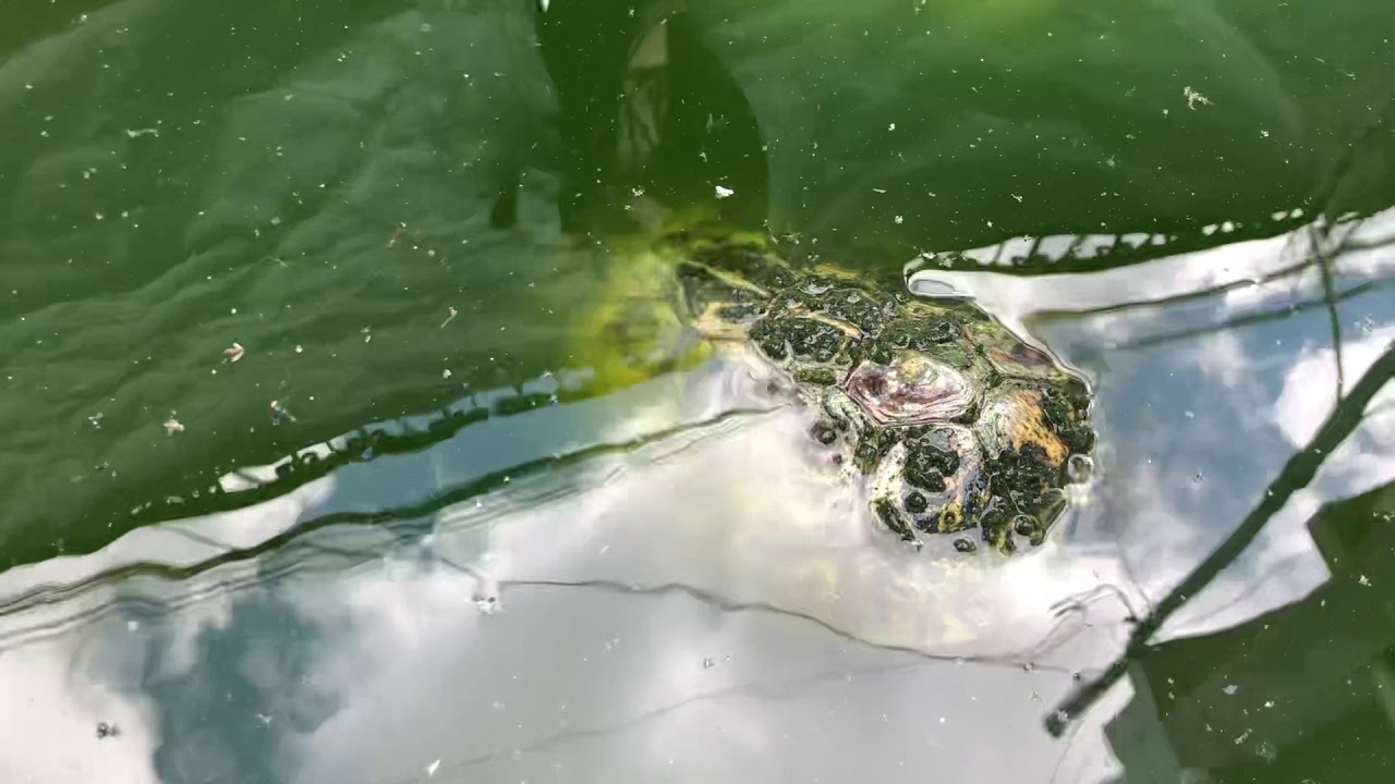 La tortuga dragón (Rhinoclemmys pulcherrima) Tortuga del bosque - YouTube