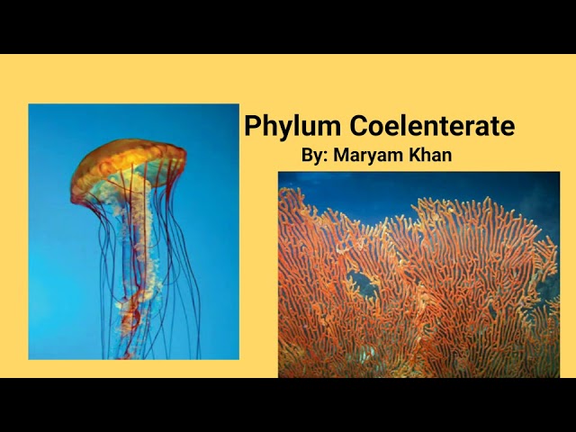 Invertebrates Coelenterates