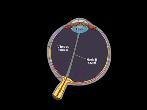 Ciliary Body - YouTube