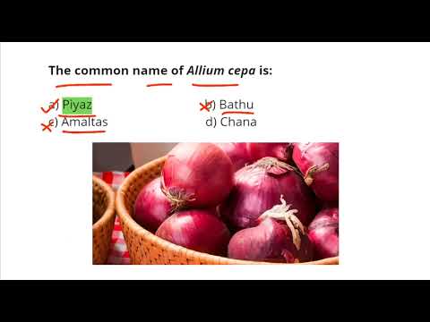 Botanical name of onion