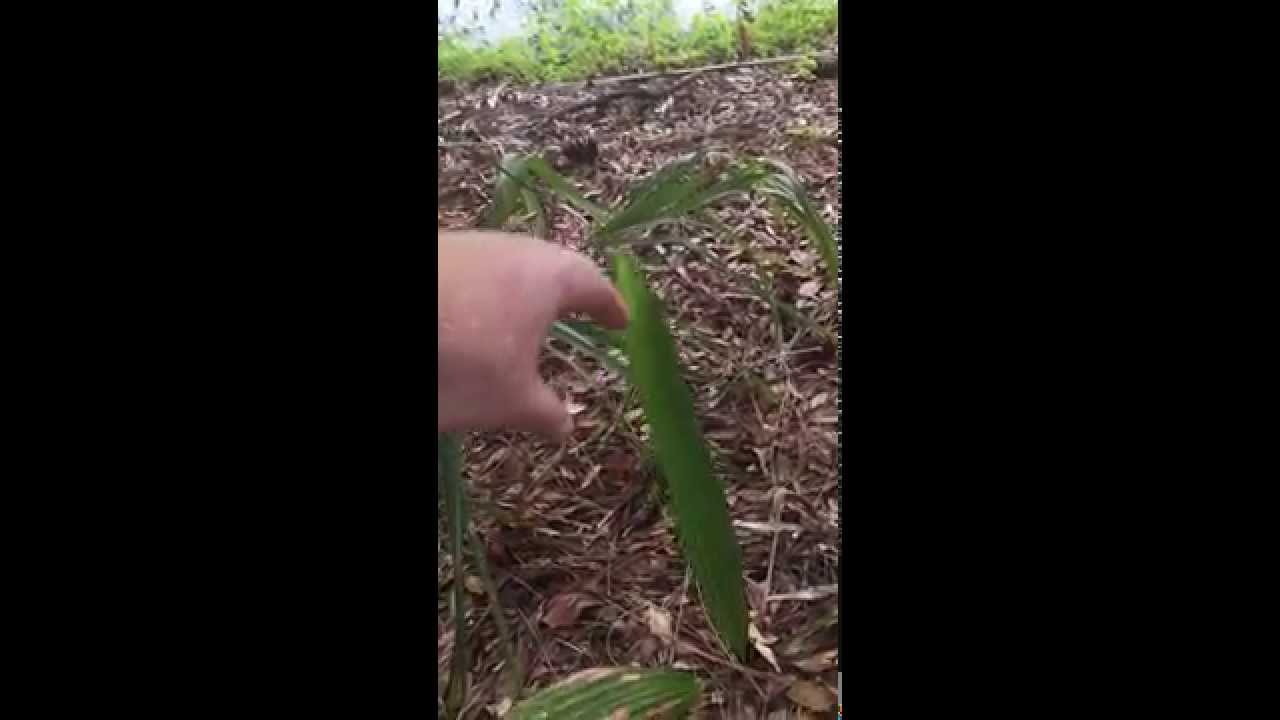 Dancing Plant - YouTube