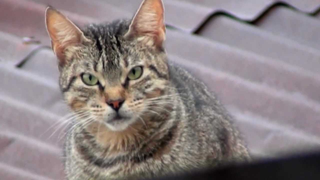 ZIKOBIGOTE - GATO TECHERO 🐱💥 - YouTube