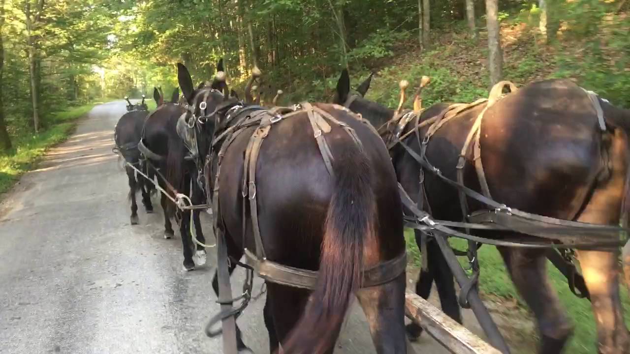 Six mule hitch. For sale. Must see - YouTube