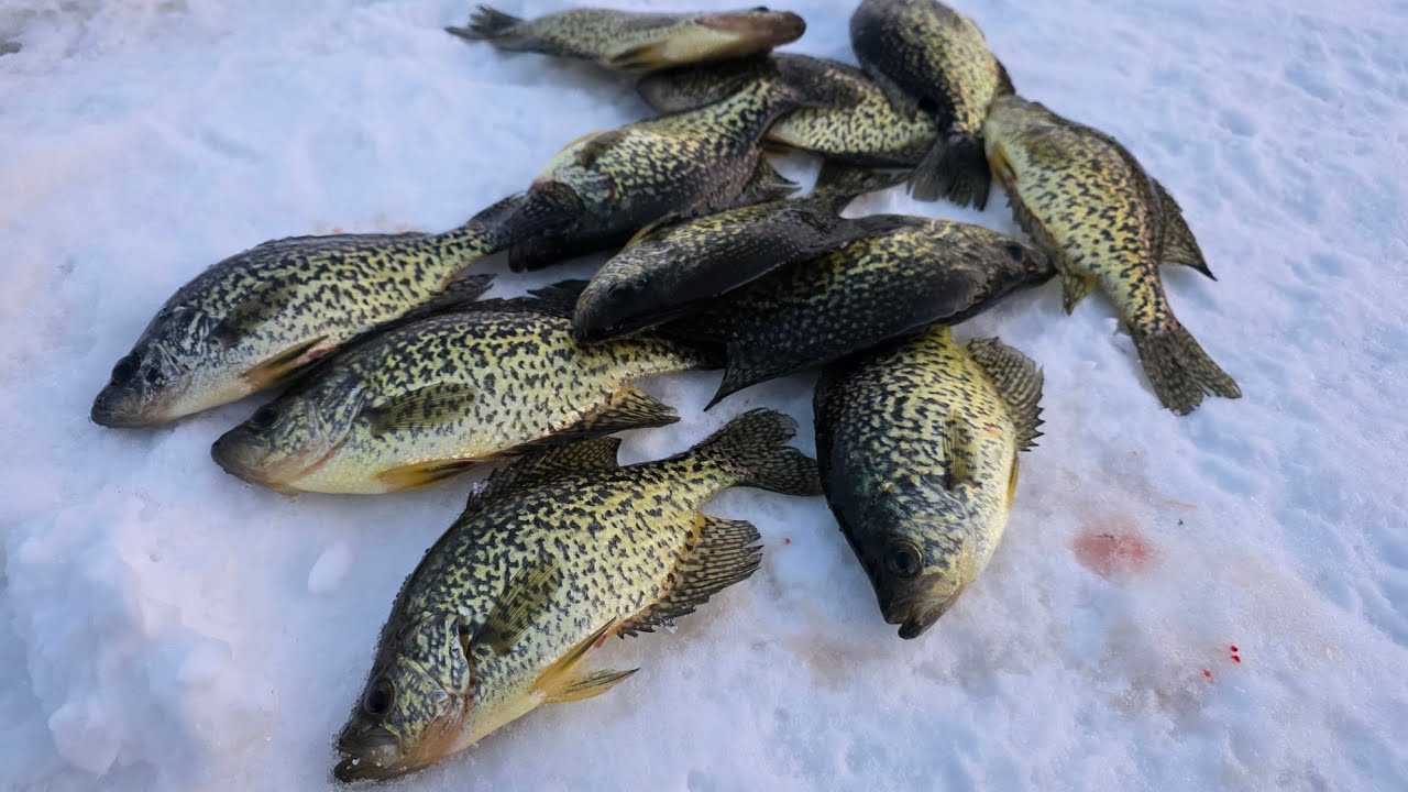 Non-Stop Crappie and Gill action 🔥 - YouTube