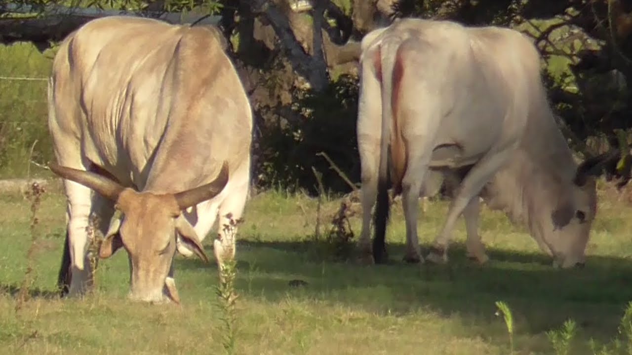 Bull and Cow in Queensland Australia - YouTube