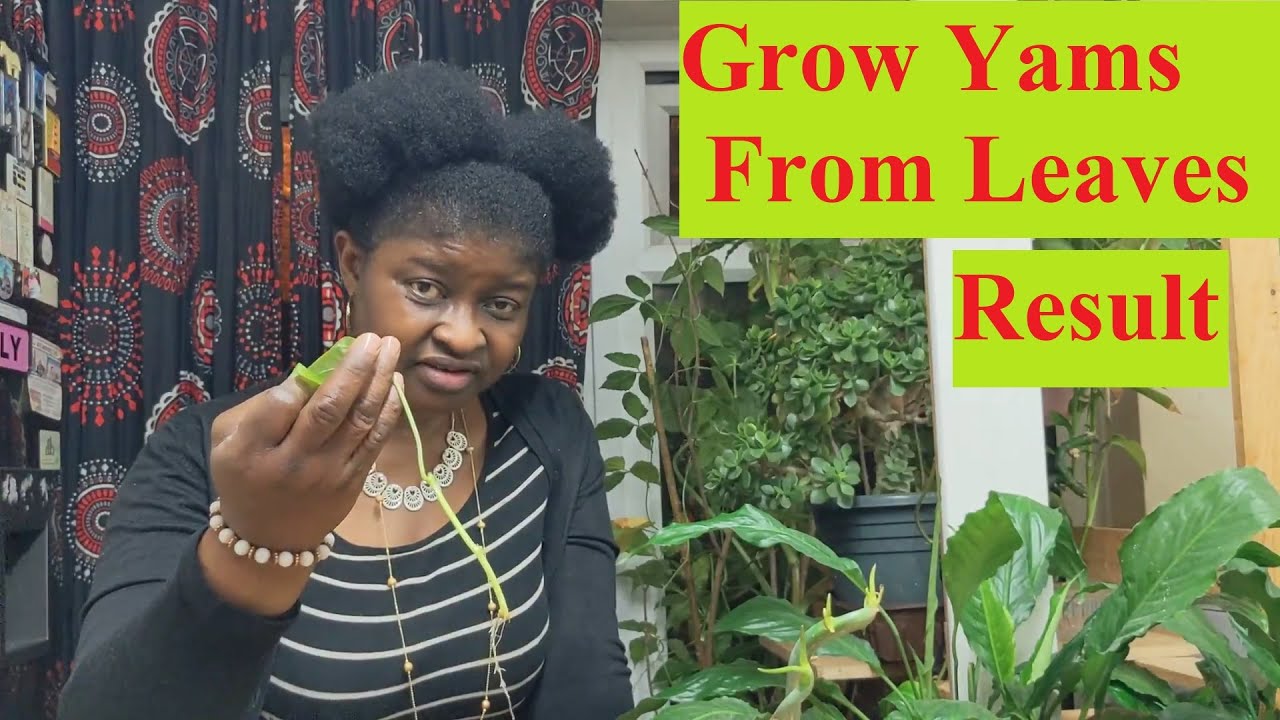 Grow Yams From Leaves...Result. Grow Hundreds of Yam Seedlings From a ...