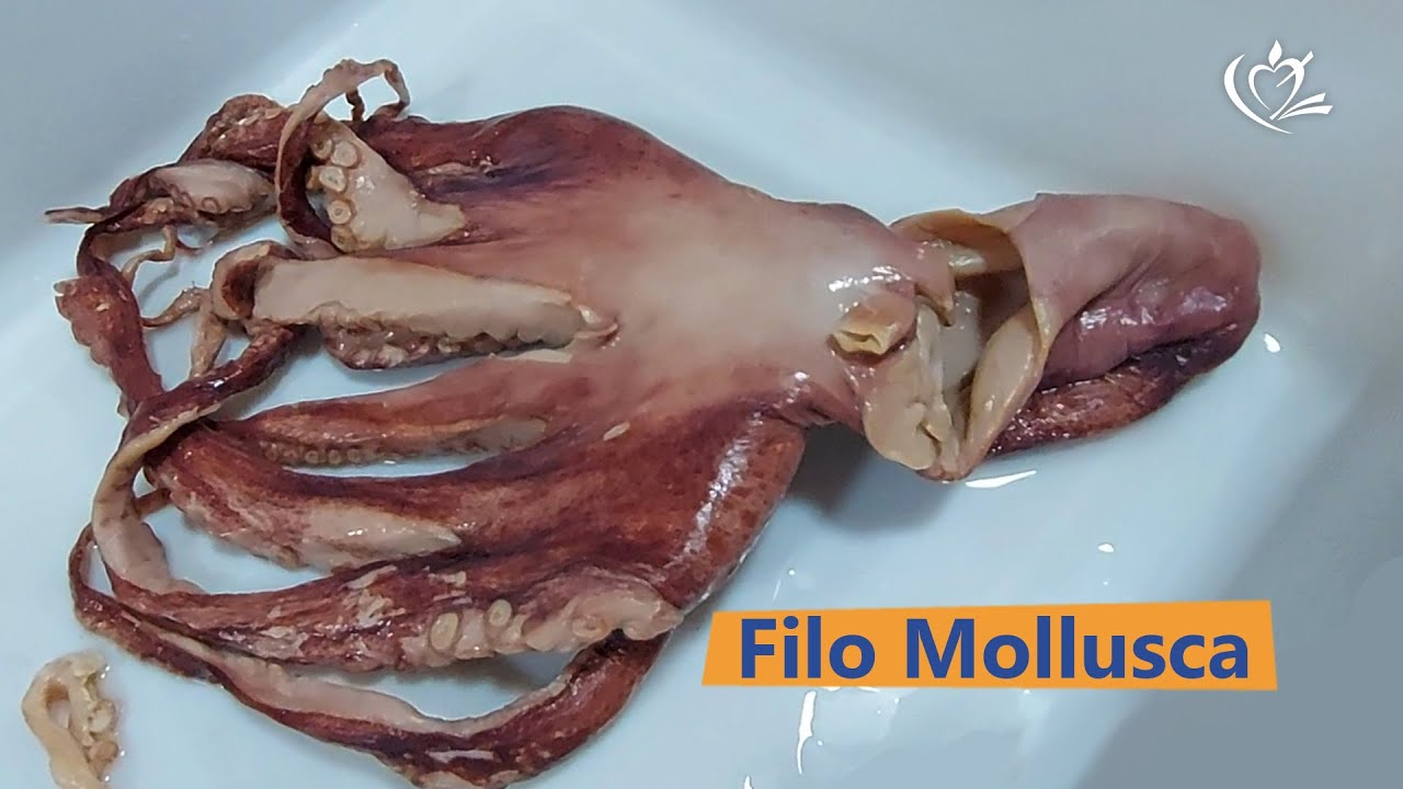 Biologia | Filo Mollusca - YouTube