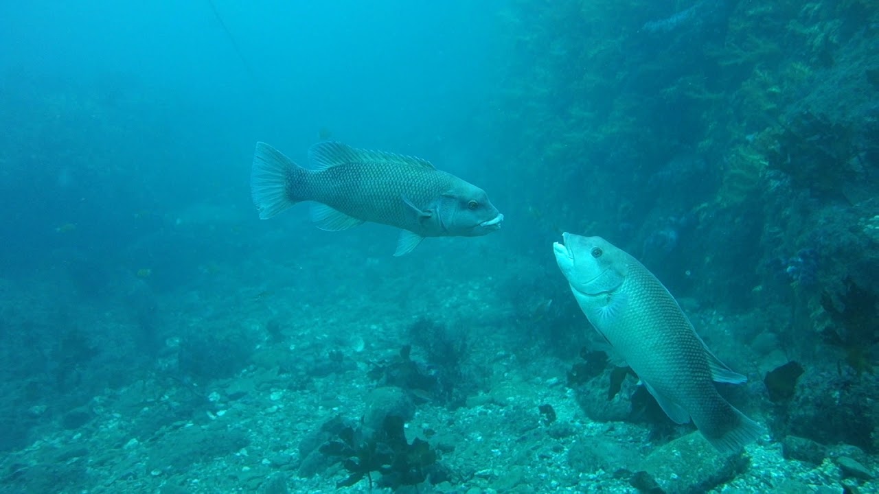제주도 문섬의 혹돔 fighting? kissing? bulgyhead wrasse 키스? 영역싸움? - YouTube