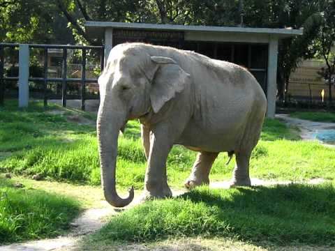 MANYULA 1950-2010 R.I.P. - YouTube