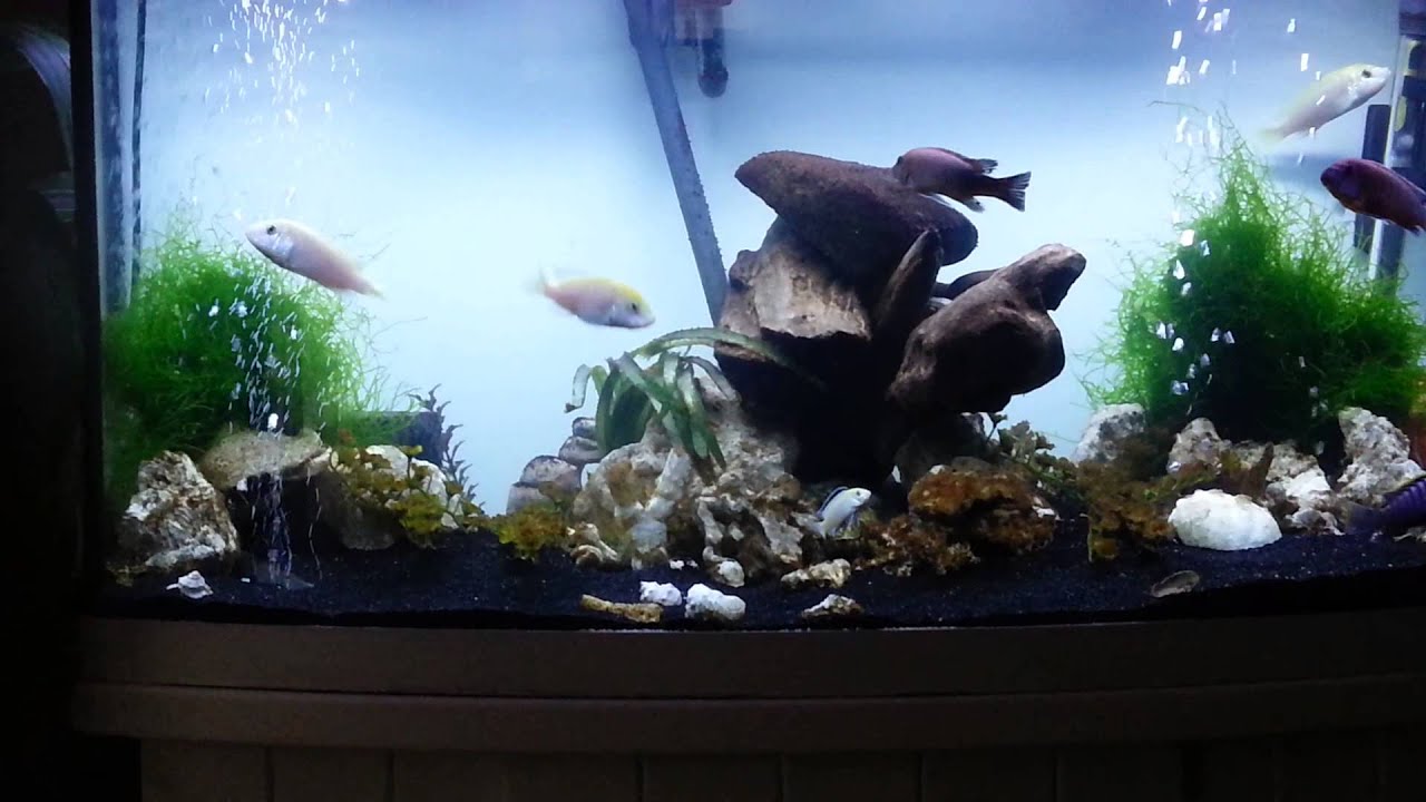 White lab cichlids spawning - YouTube