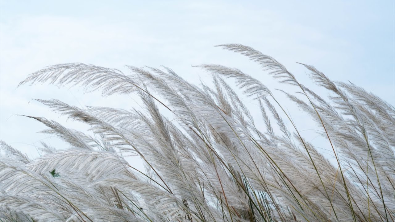 Light Spring Wind 4 - Sound Effect - YouTube