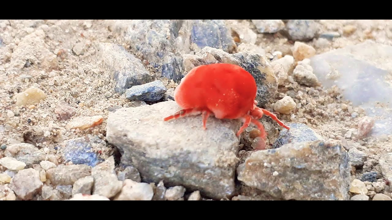 सावन की डोकरी #Sawan sawan ki dokri HD Animal Video || Full Altra HD # ...