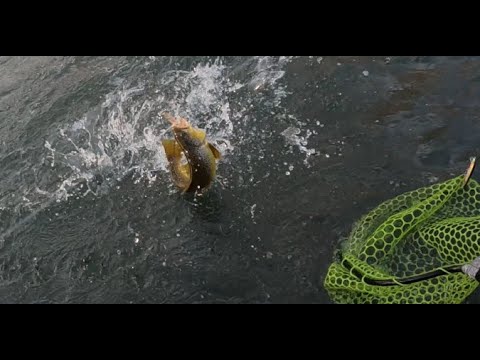 Fishing for big trout on the Spring River. - YouTube