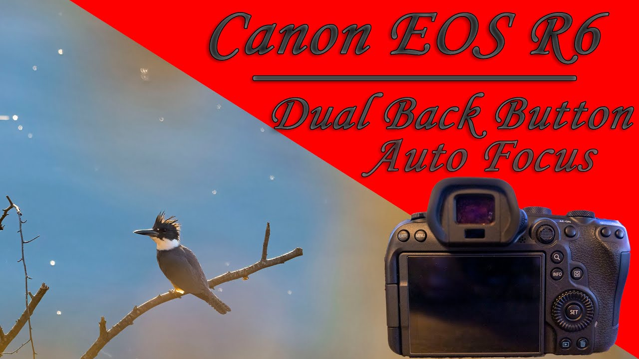 Canon EOS R6 | Dual Back Button Auto Focus | Wildlife Setup - YouTube