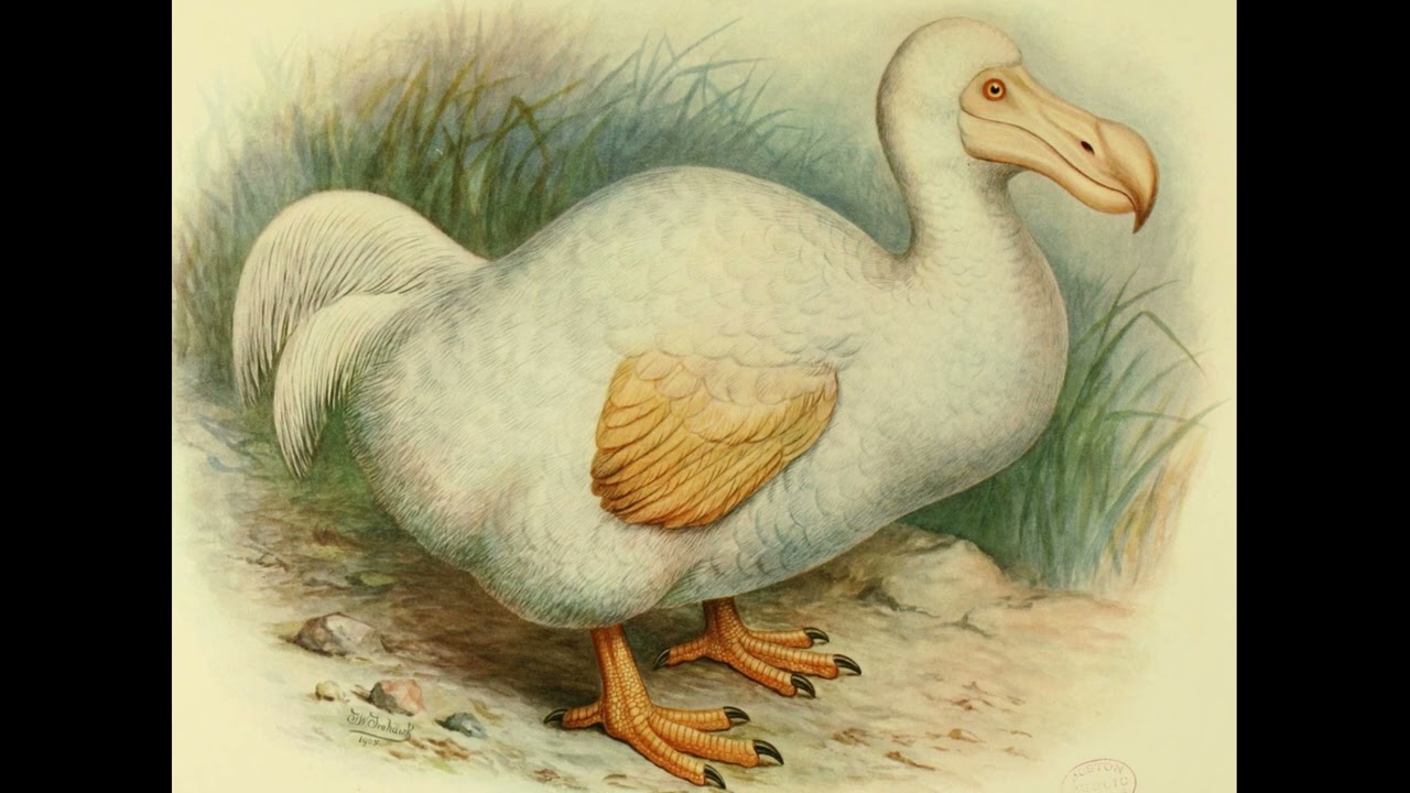 Rodrigues Solitaire - Extinct Birds - YouTube