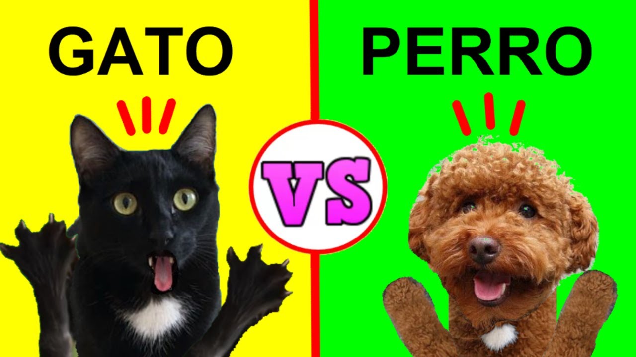 Gato vs perro / 3 diferencias entre gatos graciosos Luna y Estrella y mis perros / Videos de ...