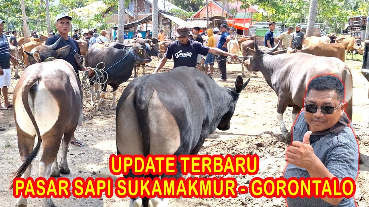 Update Terbaru Pasar Sukamakmur ! Harga Sapi Bali Jantan Di Gorontalo # ...