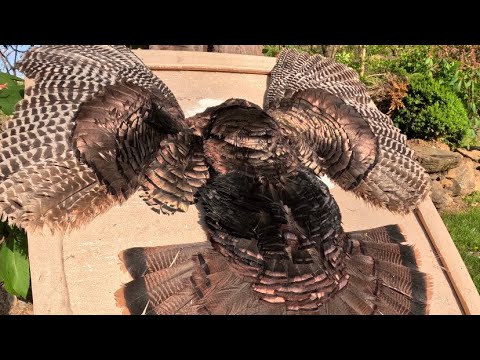 Turkey long beard mount! Taxidermy step by step - YouTube