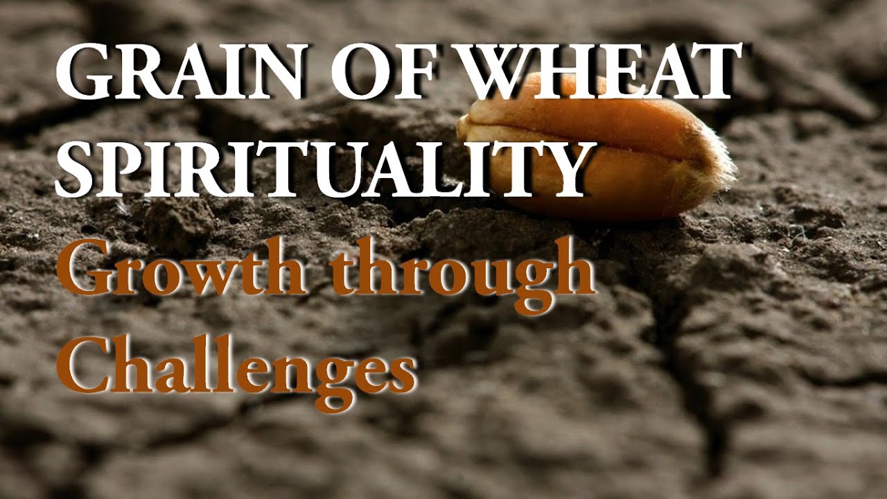 Grain Of Wheat Quotes