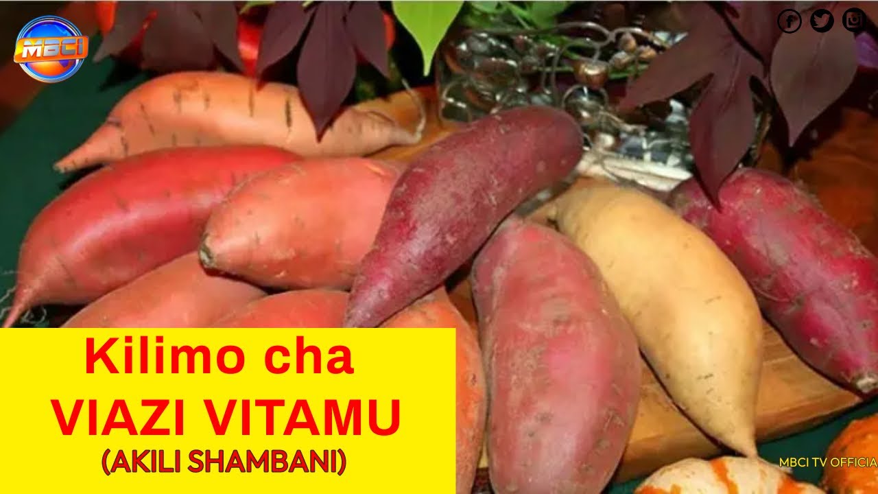 Kilimo cha Viazi Vitamu - (SWEET POTATO FARMING EXPERT IN BUNGOMA ...