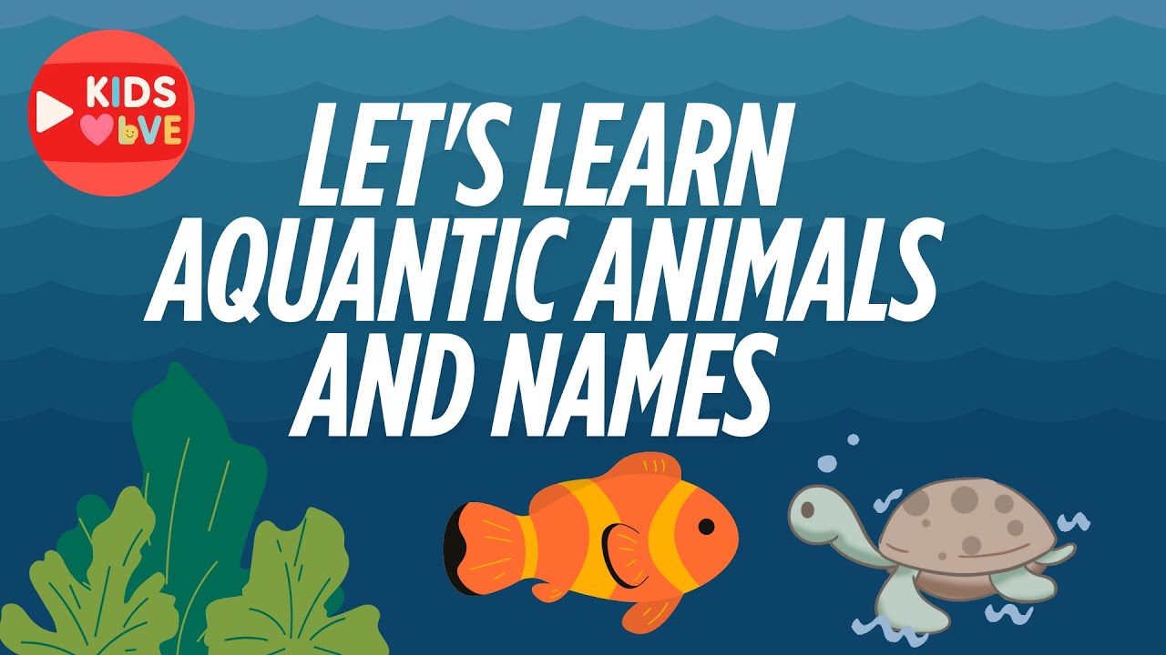 aquatic animals - YouTube