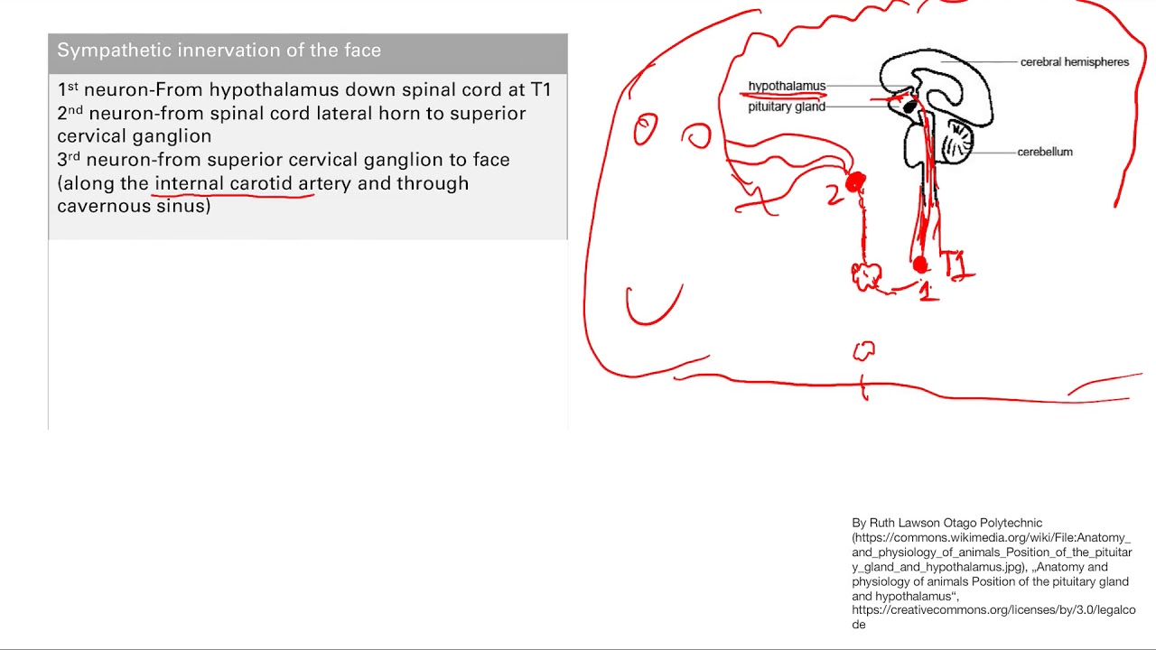 Sympathetic Innervation Of Face | Nervous system | Step 1 Simplified ...