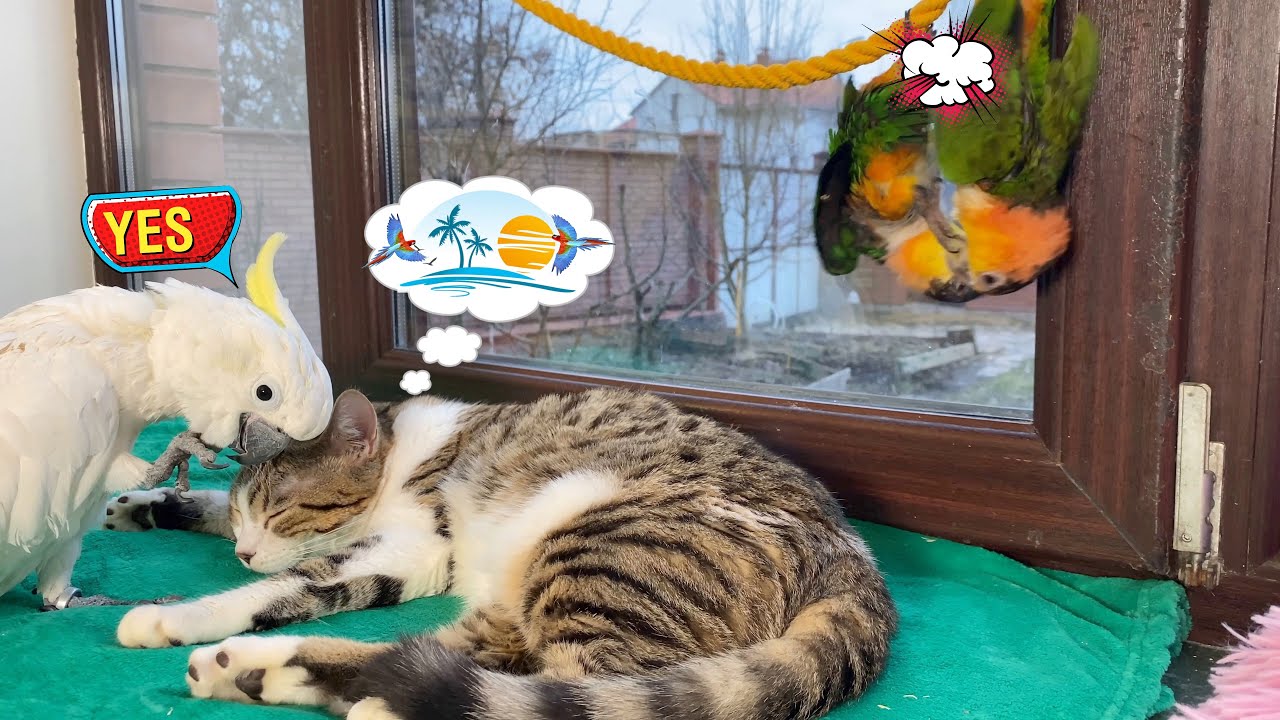 Eric the cat decided to sleep with the parrots, but the parrots have ...